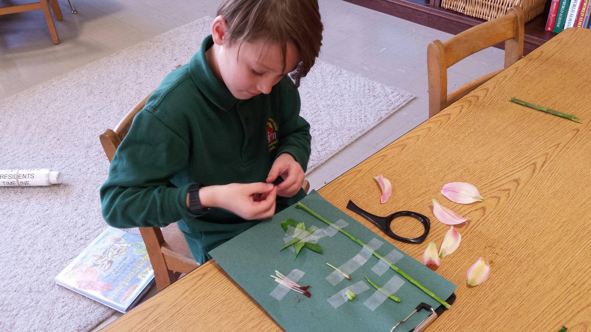 Flower Dissection VFKH Montessori School